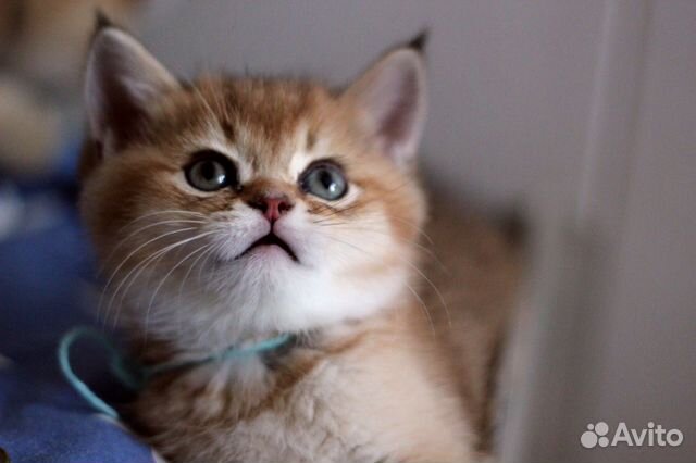 Притягательное золото, шиншилловый мальчик