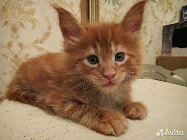 Котята мейн кун от чемпиона