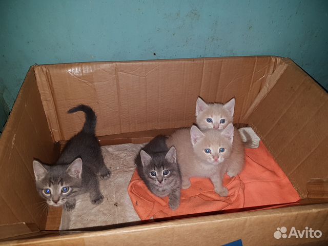 Котятки: 3 самца, 1 самка