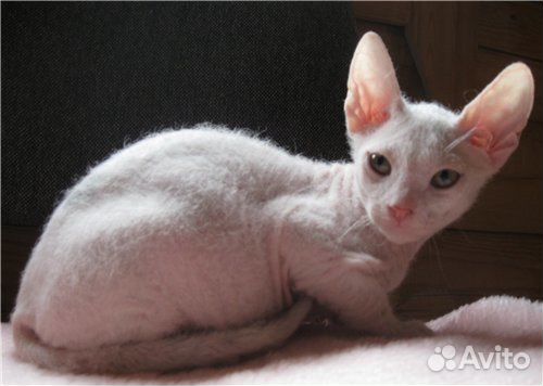 Кот Гелиос ищет новый дом