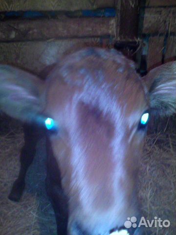 Телёнок бычок 17.01.2019