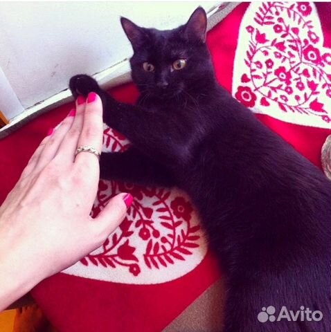 Чёрная кошка в очень добрые руки