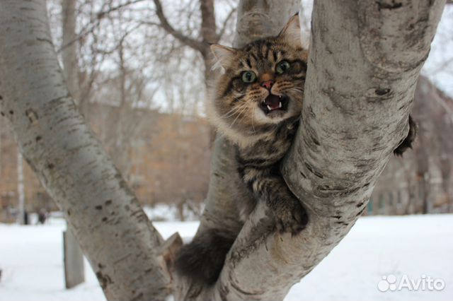Сибирский котик ищет Сибирскую кошечку
