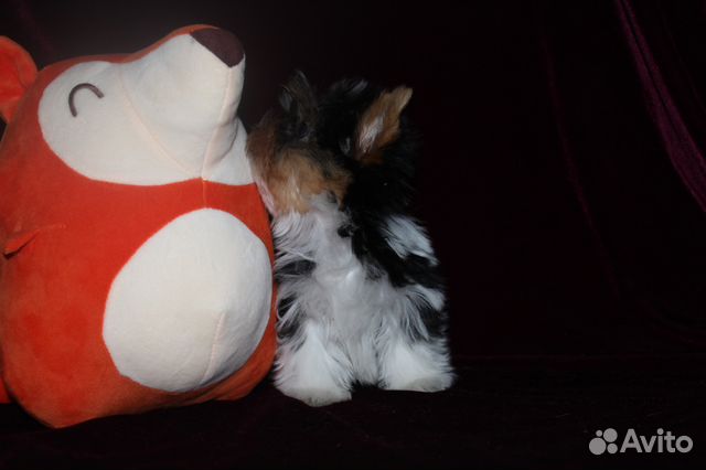 Два супер красавчика