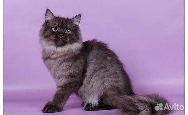 Британский длинношерстный котенок