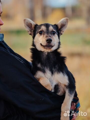 Гретта, щенок 5мес