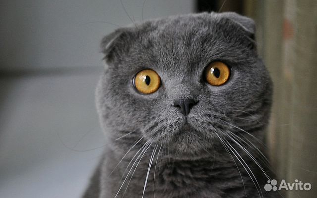 Шотландская