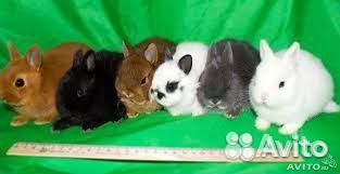 Кролики мини с доставкой