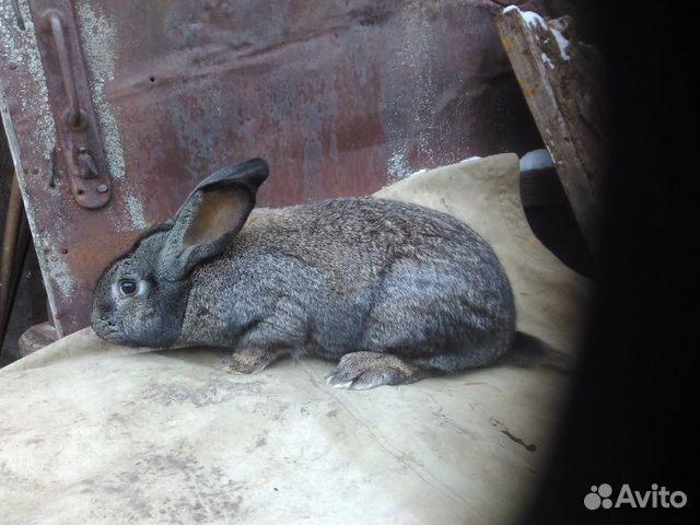 Кролик самец