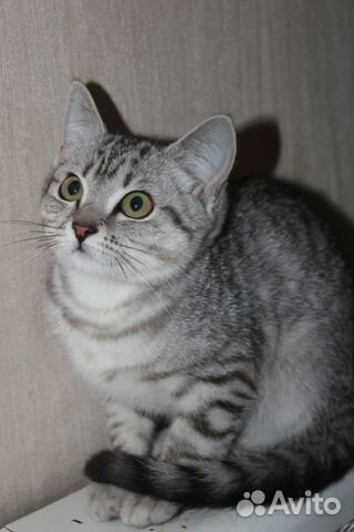 Продаю котенка британской породы