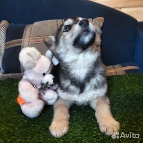 Малыши в поисках Мамы и Папы