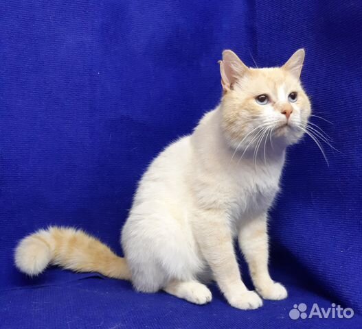 Обнимательно-целовательный котик