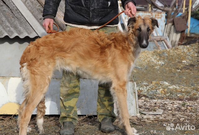 Рпб Русская Псовая Борзая, щенки