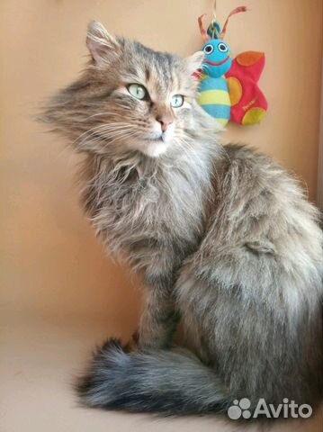 Котик Енотик