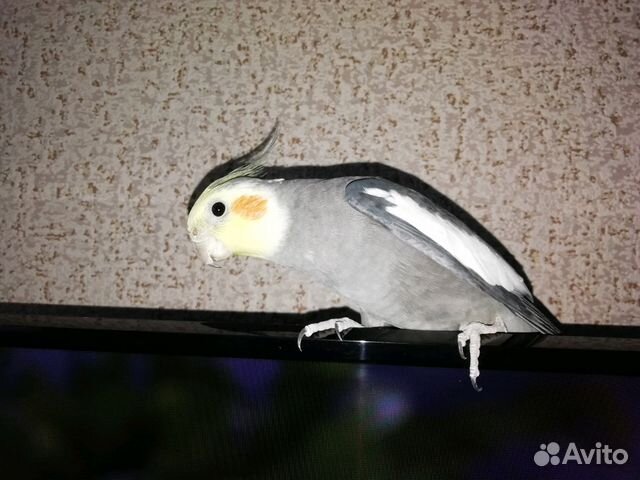 Попугай корелла