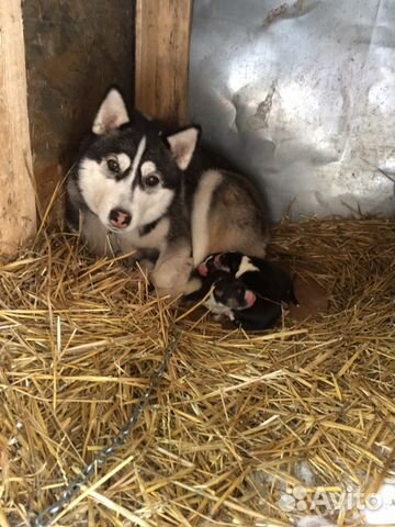 Щенки кареглазой хаски