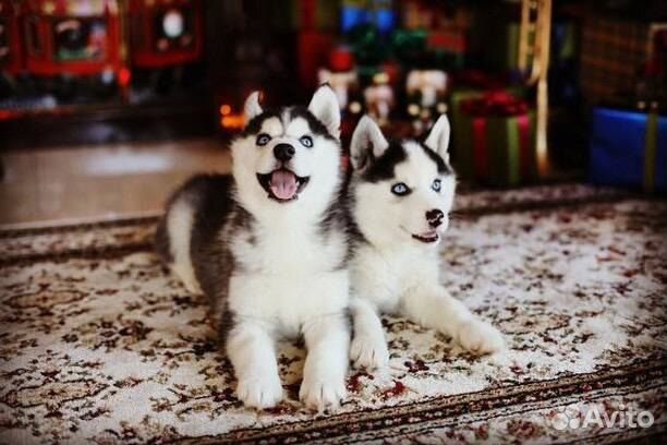 Сибирский хаски