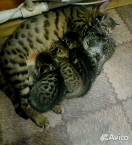 Продаются бенгальские котята