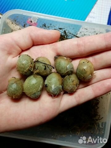 Улитки архахатины маргината иктерики