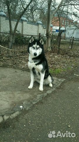 Сибирский хаски