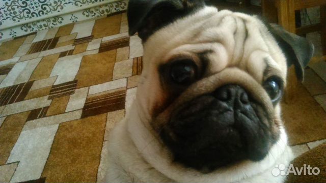 Продается мопс