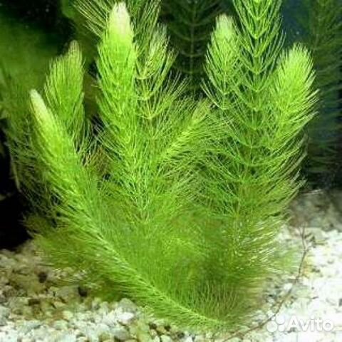 Аквариумные растения