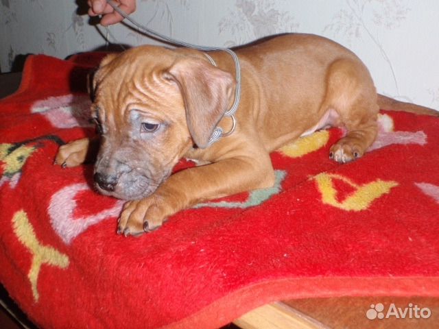 Щенок амстафов