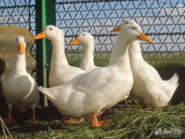 Инкубационное яйцо утки Старт-53(Польша) на 27 мар