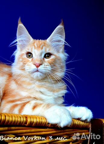 Кошечка мейн кун