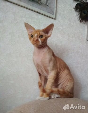 Котик девон-рекс