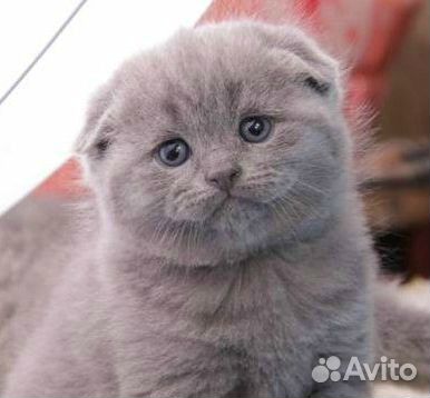 Шотландские Вислоухие котята