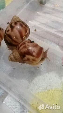 Улиточки Ахатина Фулика