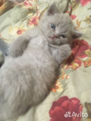 Шотландская киска