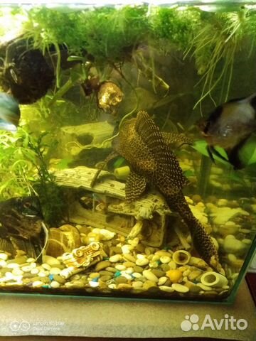 Сомики Анцистусы