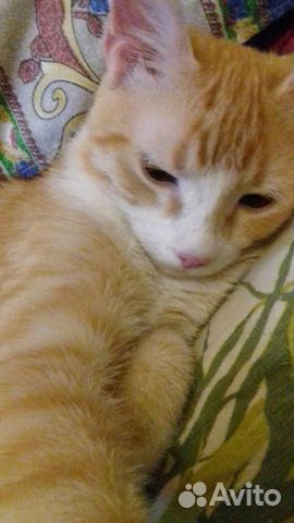 Котик в добрые руки