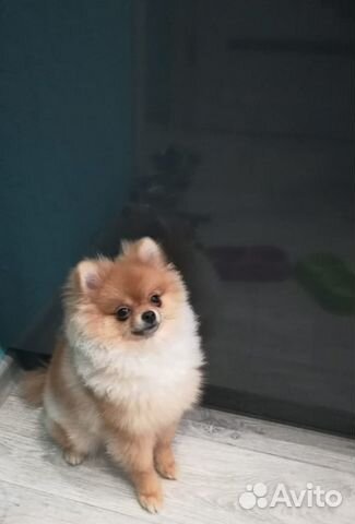 Милашка померашка