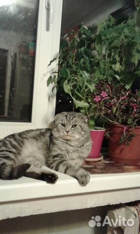 Вязка кота