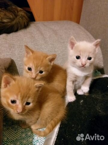 Котята рыжульки