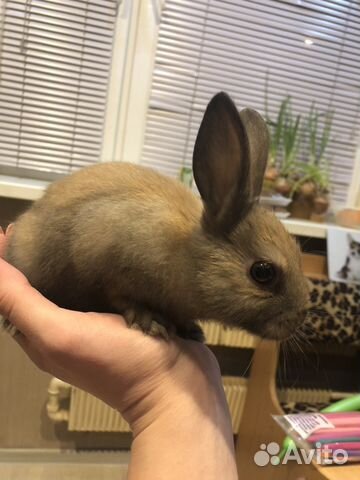 Крольчонок и все к нему