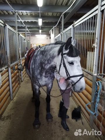Продается шикарная кобыла
