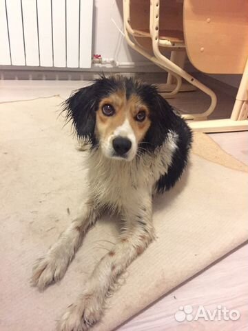 Ищем старых или новых хозяев