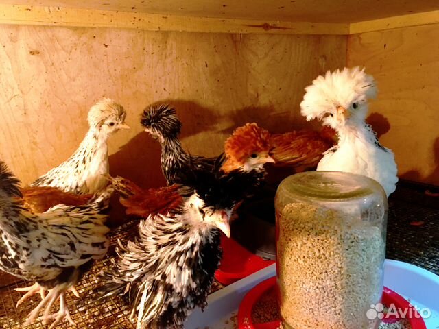 Инкубационное яйцо и цыплята породных кур