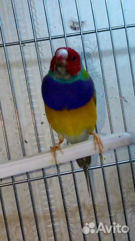 Амадина Гульда