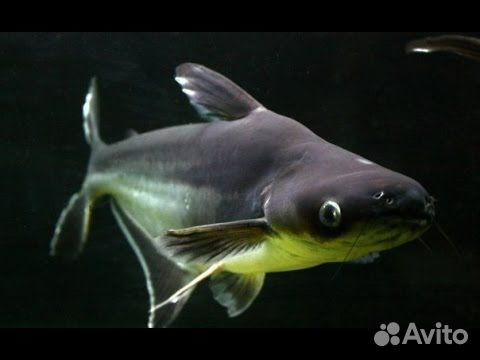 Пангасиус акула
