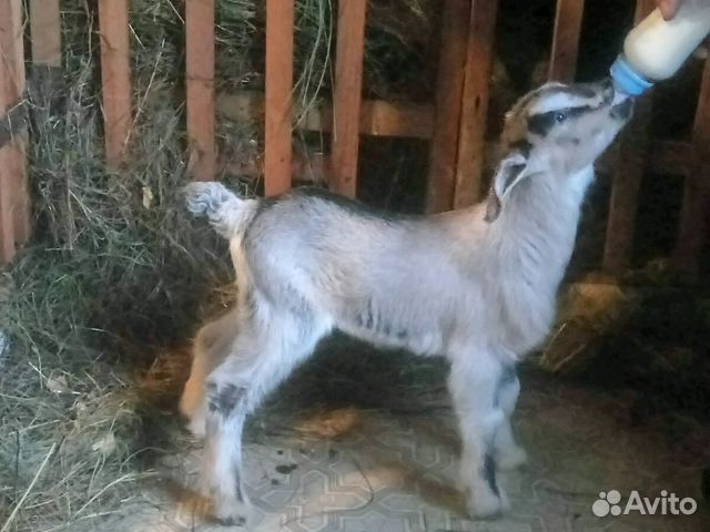 Козёл на племя