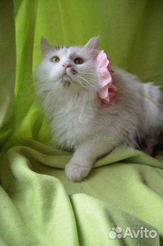 Кошка Бэлла ищет дом