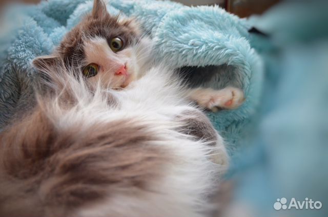 Котёнок пушистое облачко