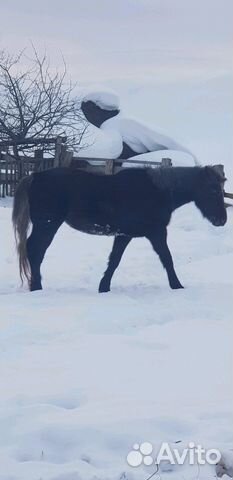 Кобыла 3 года