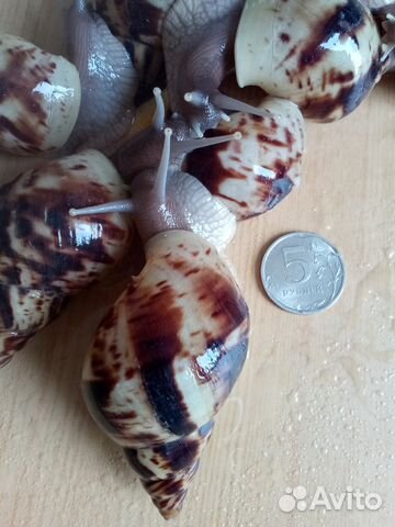 Улитки 7-8 см. Отдам в добрые руки