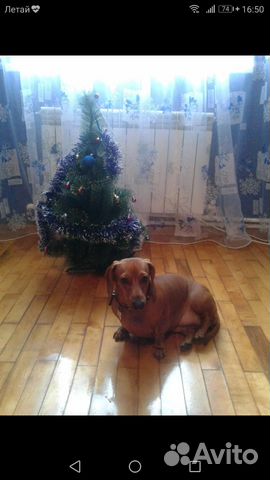 Пропала собака